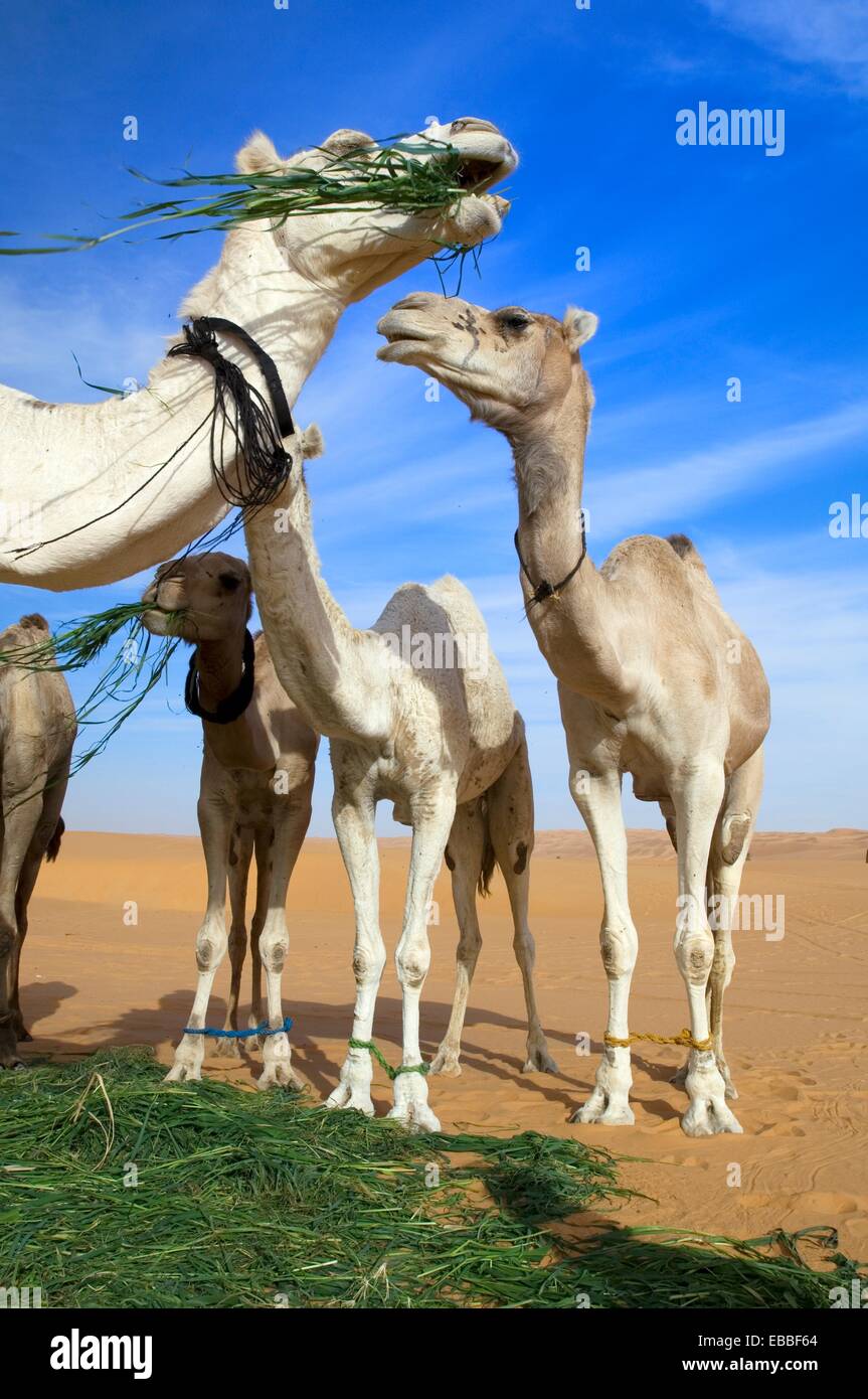 Libyan desert grass hi-res stock photography and images - Alamy