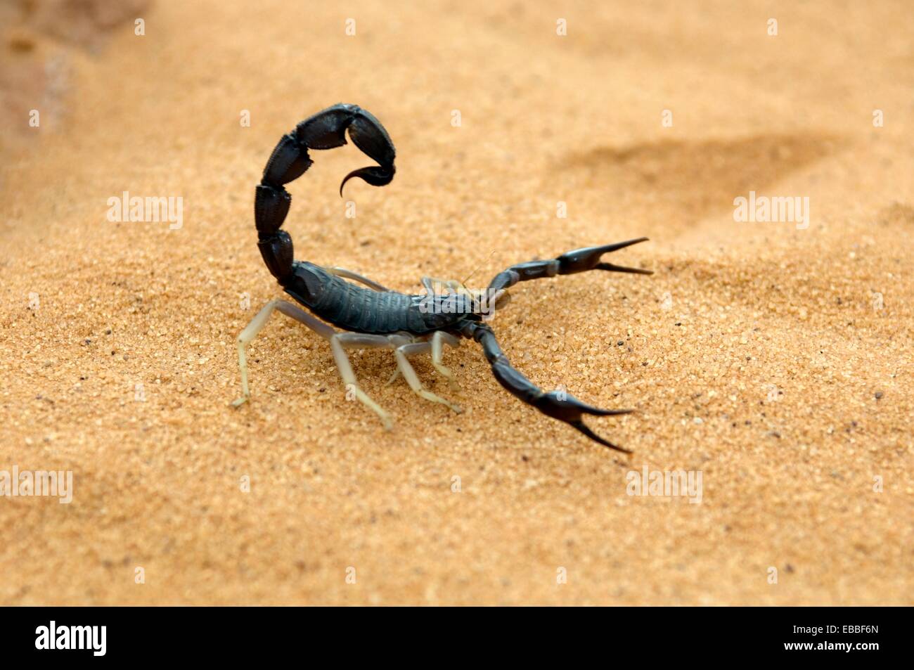 One scorpion desert close up hi-res stock photography and images - Alamy