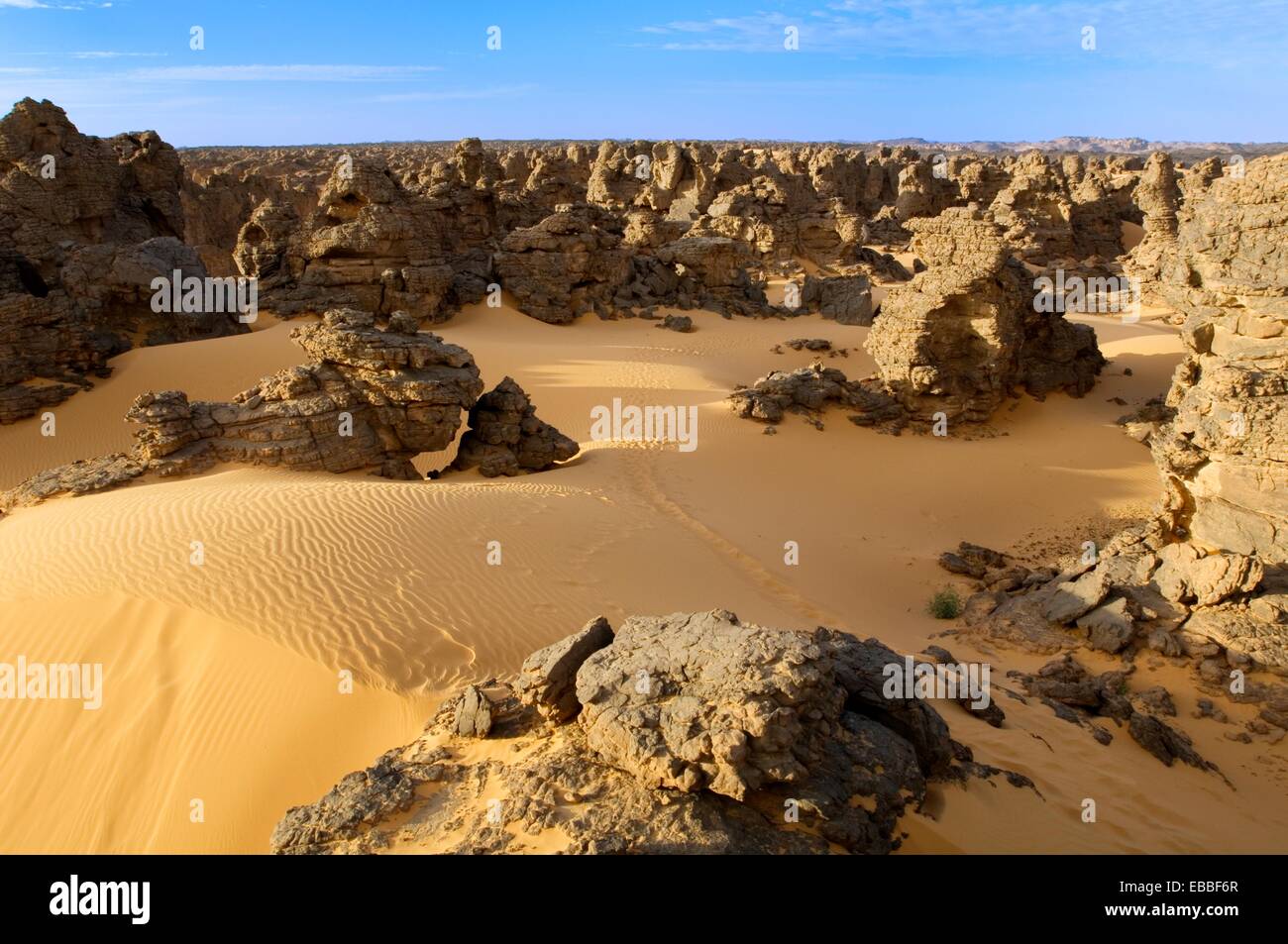 Libya forest hi-res stock photography and images - Alamy