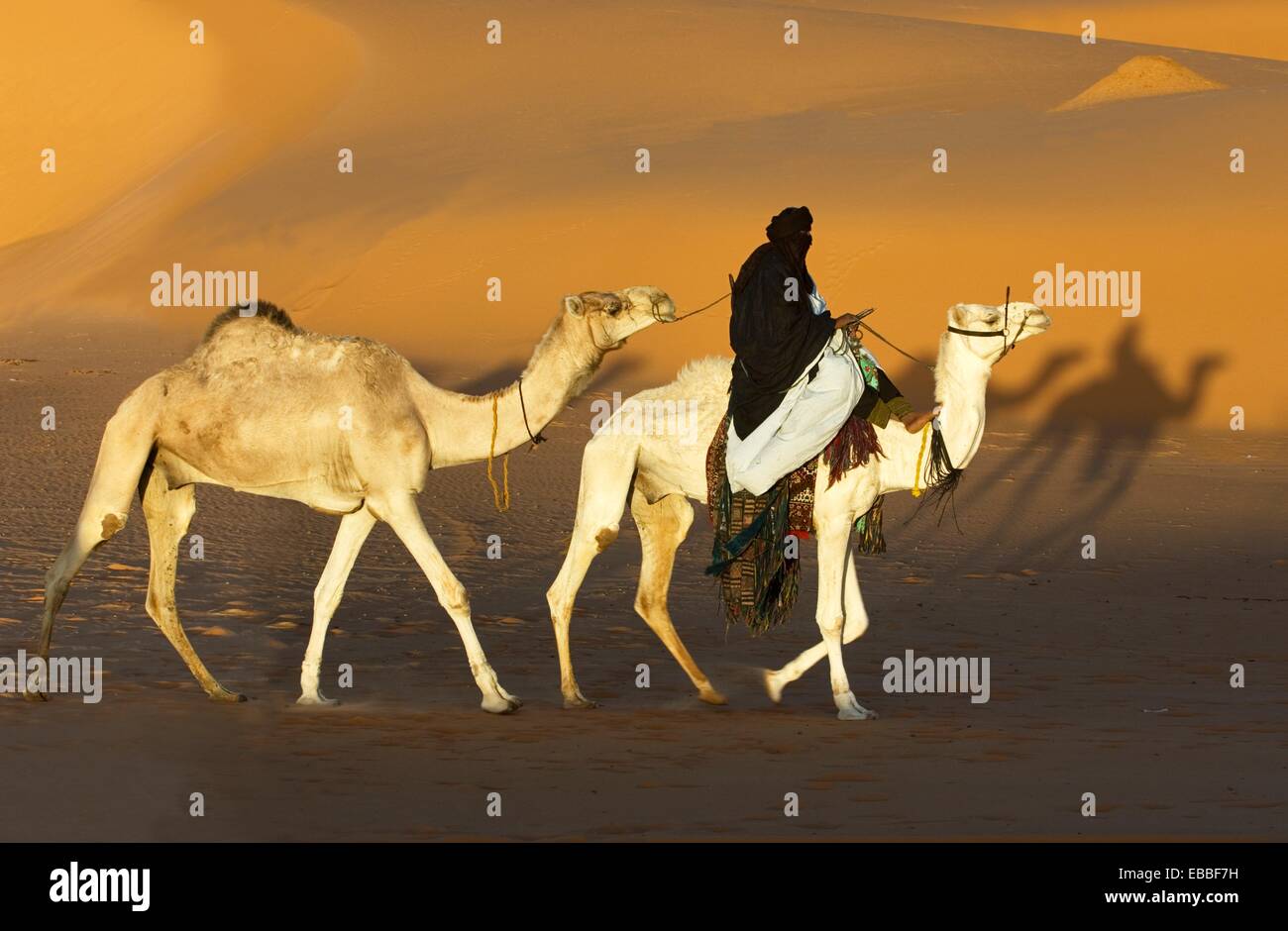 Tuaregs riding camel hi-res stock photography and images - Alamy