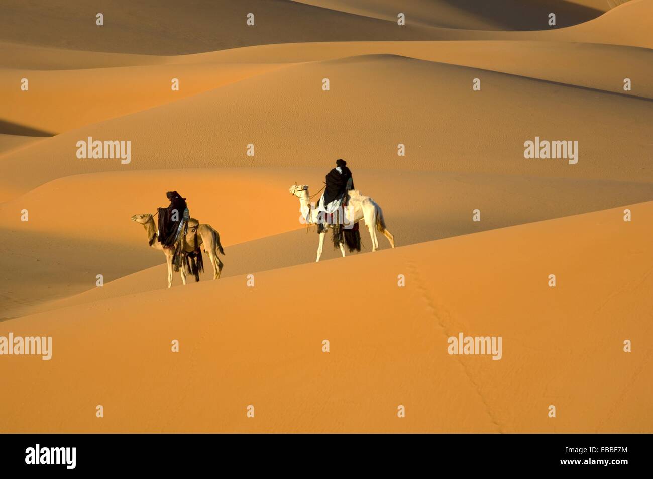 Tuaregs her camels hi-res stock photography and images - Alamy