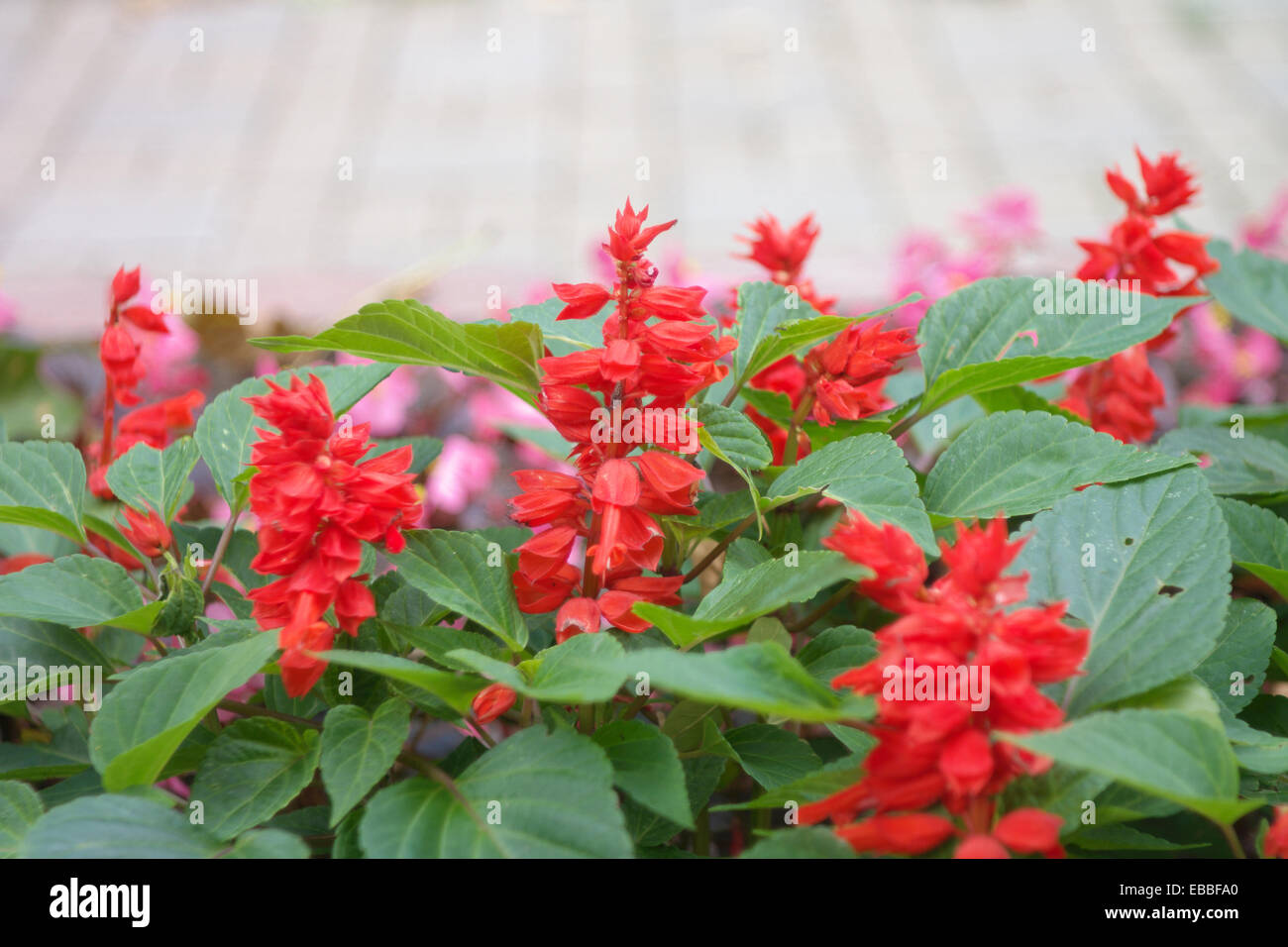 red little flowers Stock Photo - Alamy