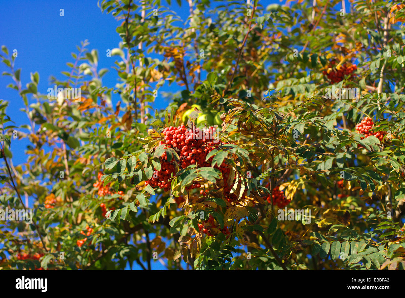 ashberry at dry sunny day Stock Photo - Alamy