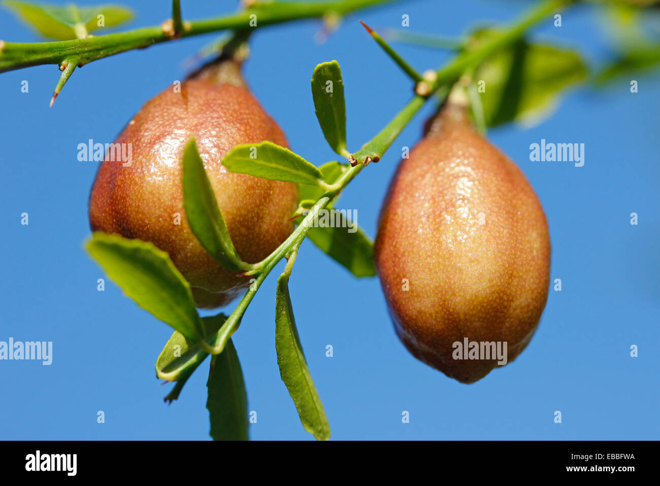 Australian fruits hi-res stock photography and images - Alamy