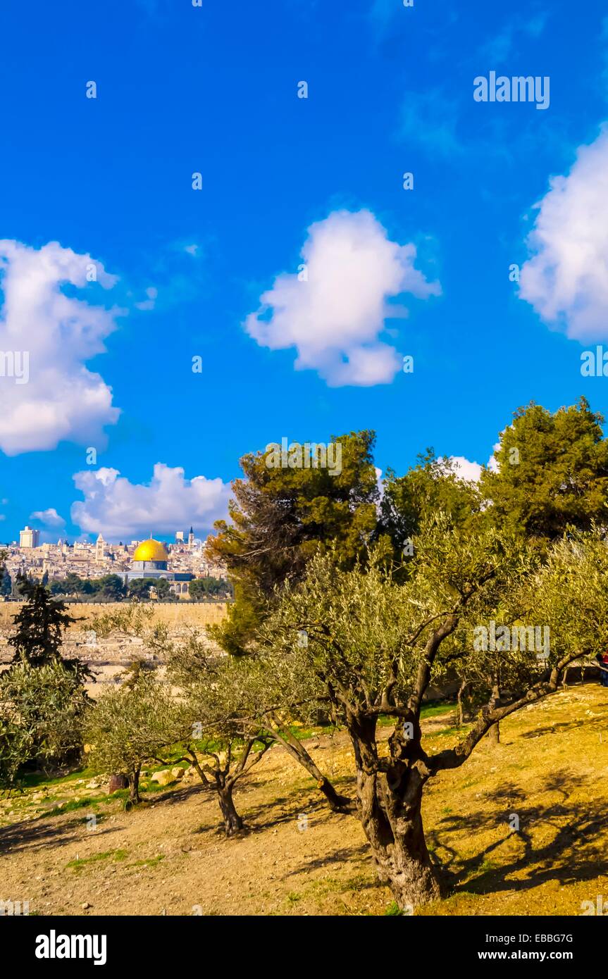 Old Olive Trees Jerusalem High Resolution Stock Photography and Images ...