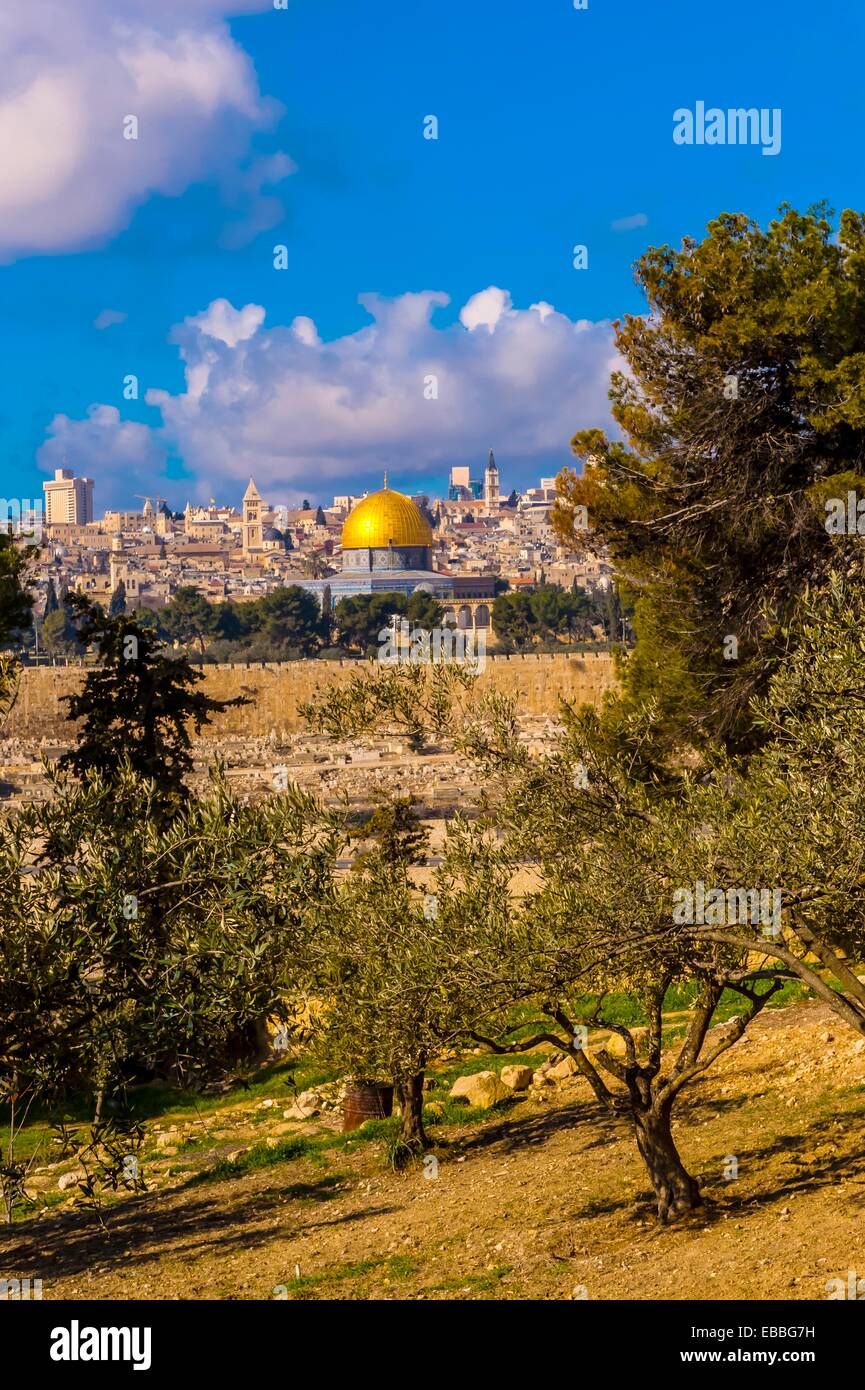 Old Olive Trees Jerusalem High Resolution Stock Photography and Images ...