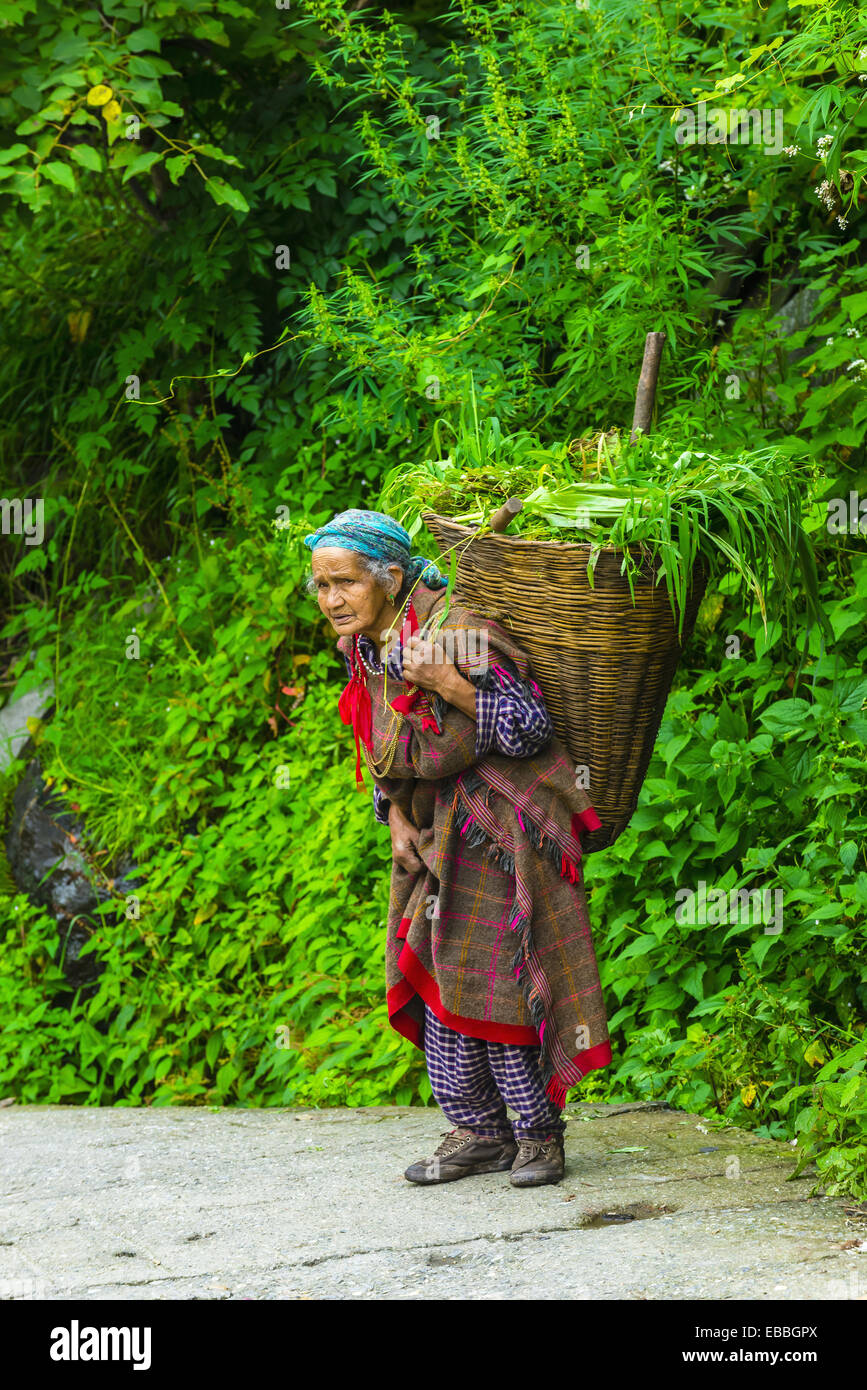 Carrying Cows High Resolution Stock Photography and Images - Alamy