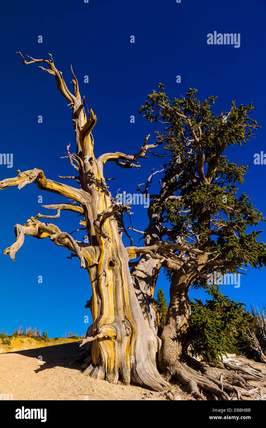 600 Year Old Tree High Resolution Stock Photography and Images - Alamy