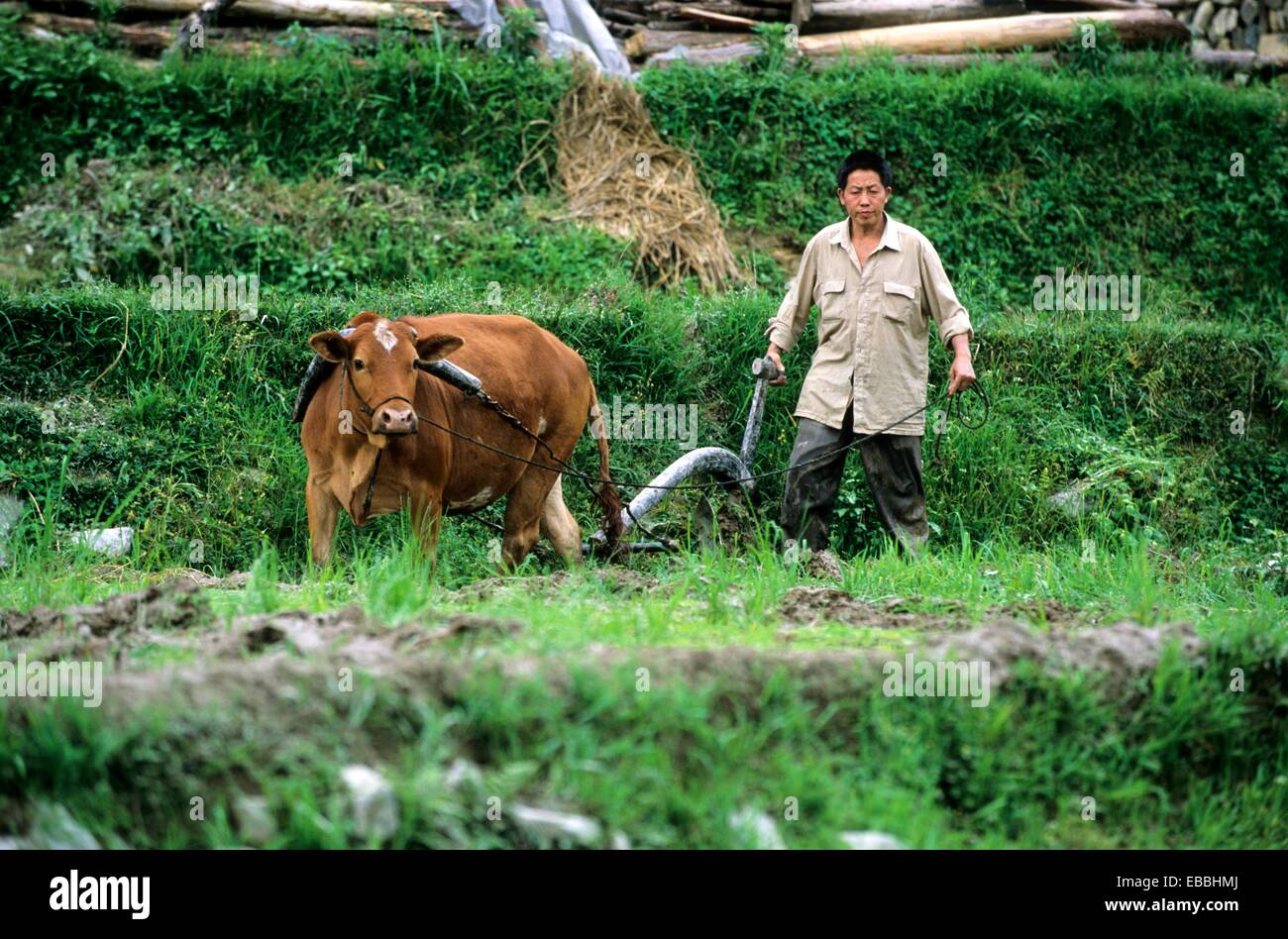 Ox ploughing china hi-res stock photography and images - Alamy