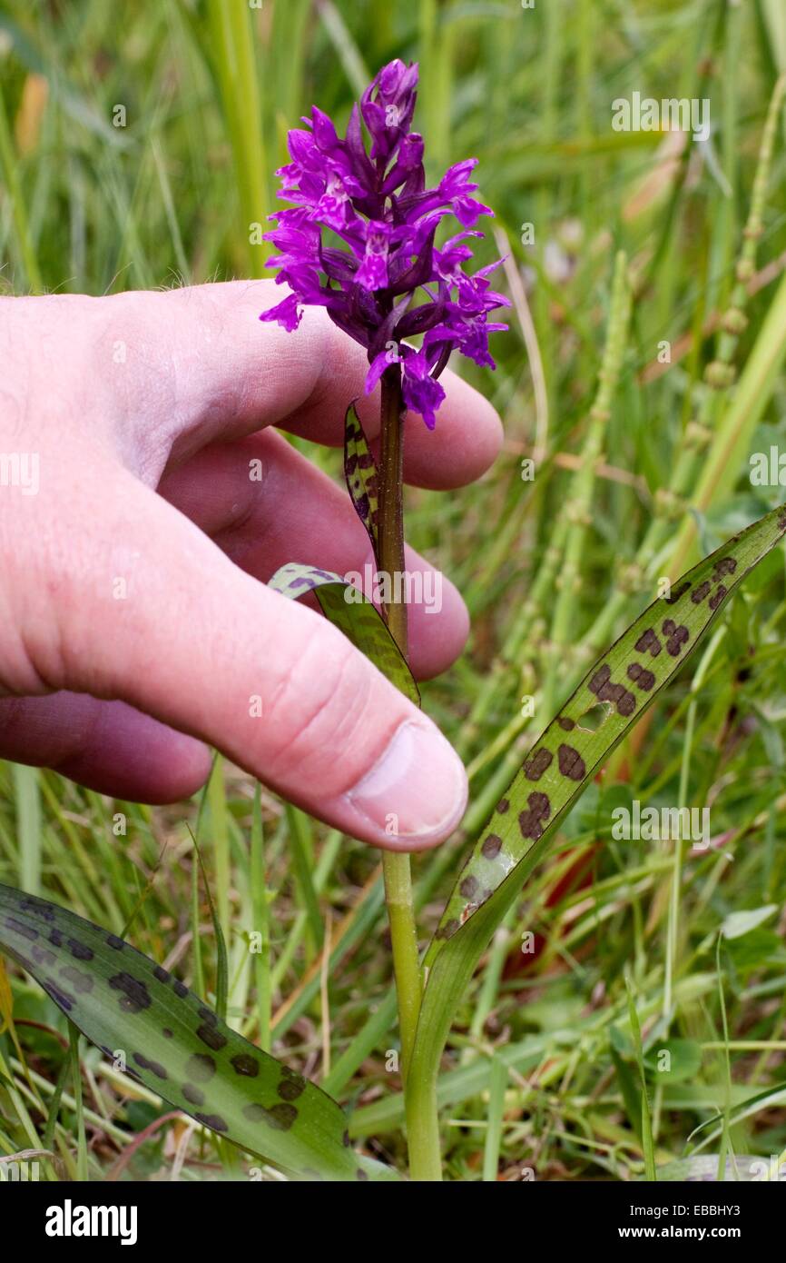 Take your hands off from protected species! Broad-leaved Marsh Orchid or Western Marsh-Orchid ...