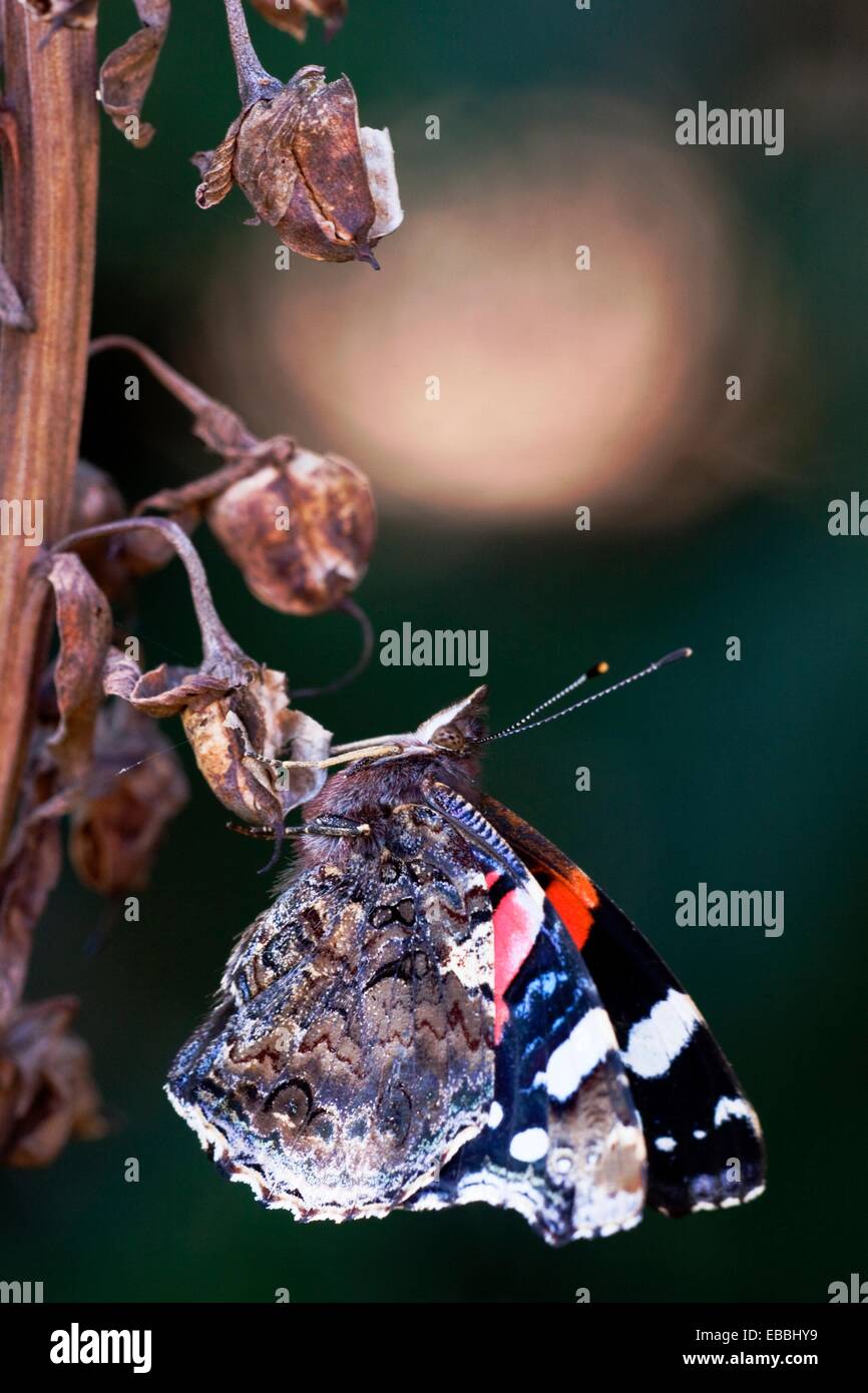 Withered Leg High Resolution Stock Photography and Images - Alamy