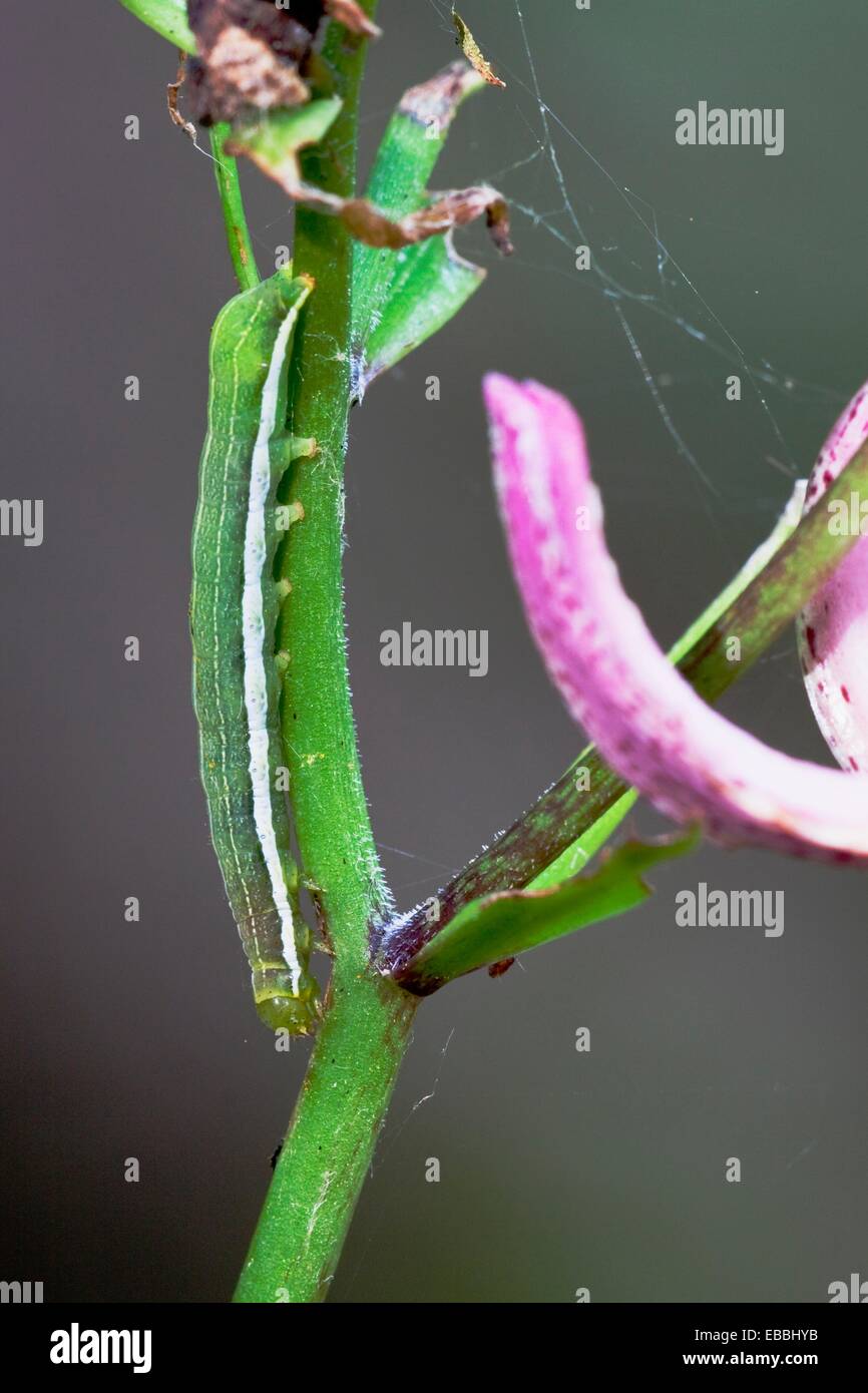 Hebrew character moth caterpillar hi-res stock photography and images ...