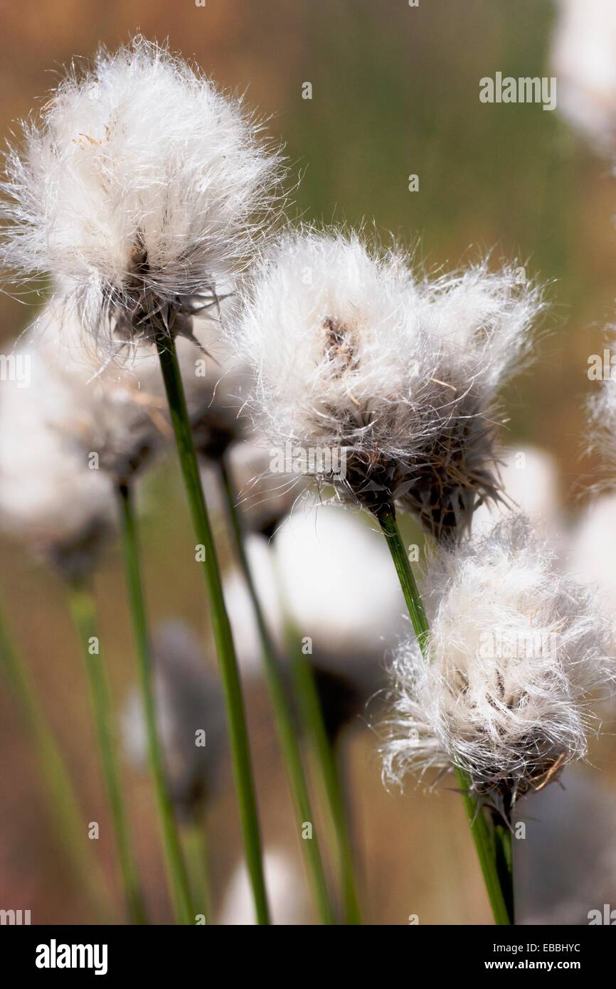 Rare Spring Sedge High Resolution Stock Photography and Images - Alamy