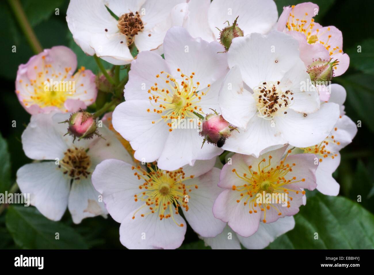 Rosa multiflora tree hi-res stock photography and images - Alamy