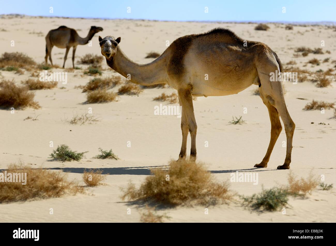 Camel pair hi-res stock photography and images - Alamy