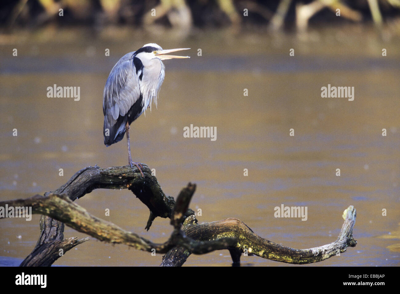 Grey Geron (Ardea cinerea) crying on fallen tree - Bavaria/Germany ...