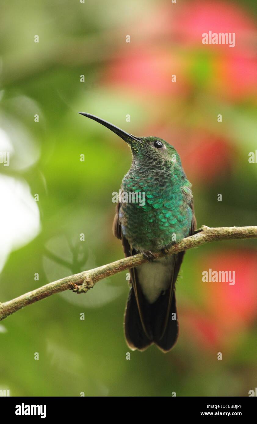 Colibri grande hi-res stock photography and images - Alamy