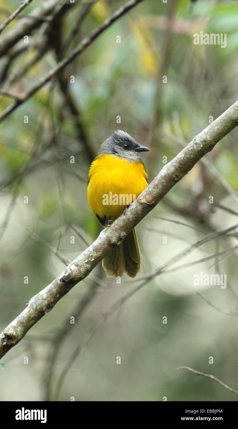 Ave neotropical hi-res stock photography and images - Alamy