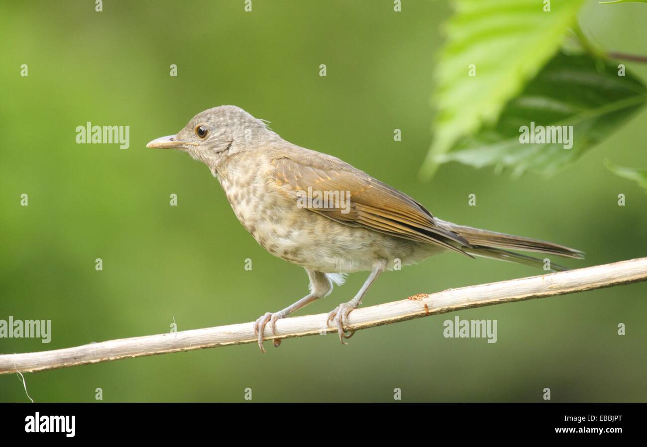 Aerodynamic pipe hi-res stock photography and images - Alamy