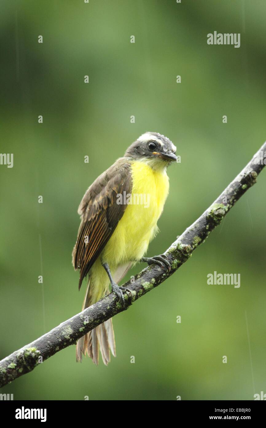 Guayabo High Resolution Stock Photography and Images - Alamy
