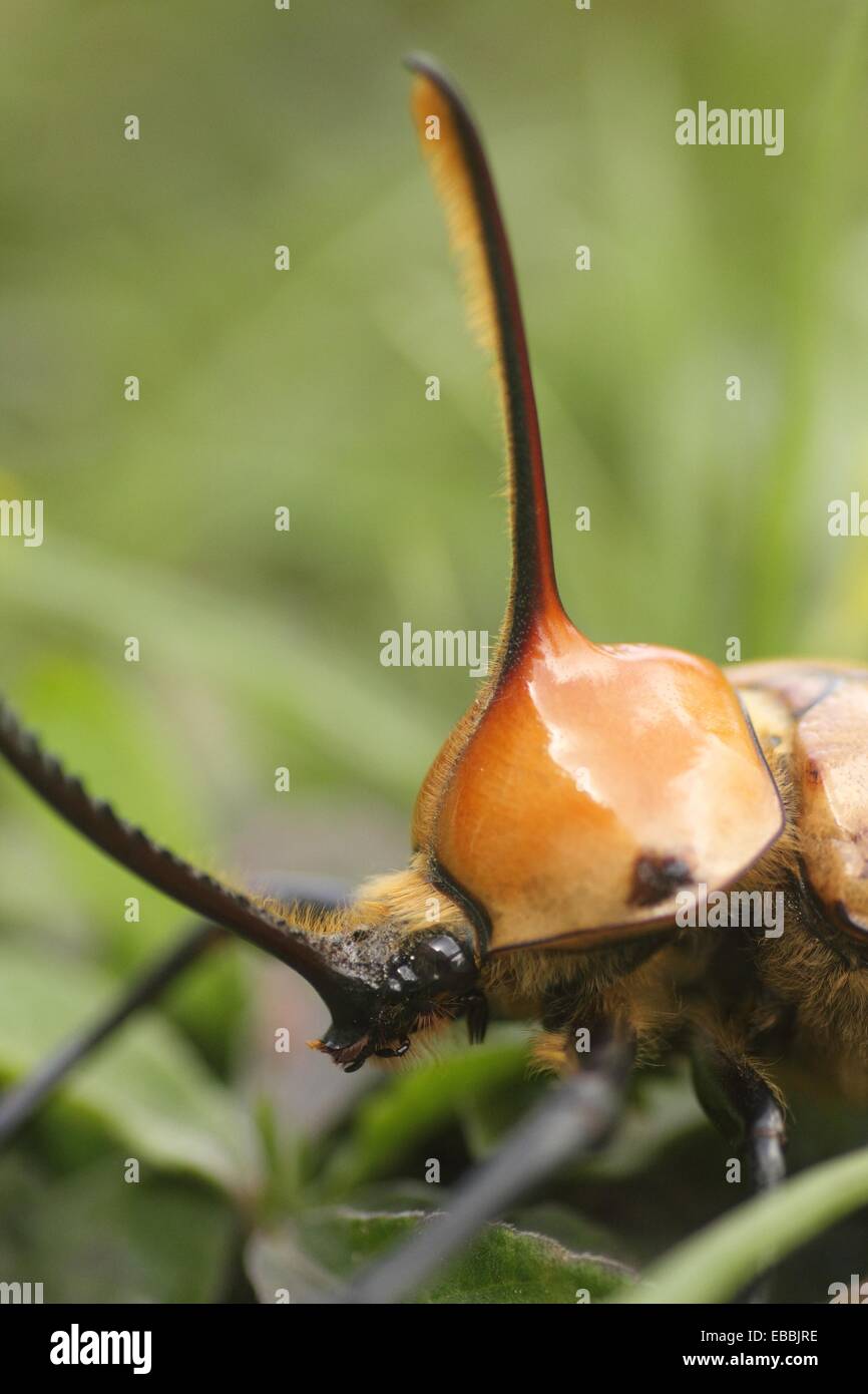 Miraculous drink hi-res stock photography and images - Alamy