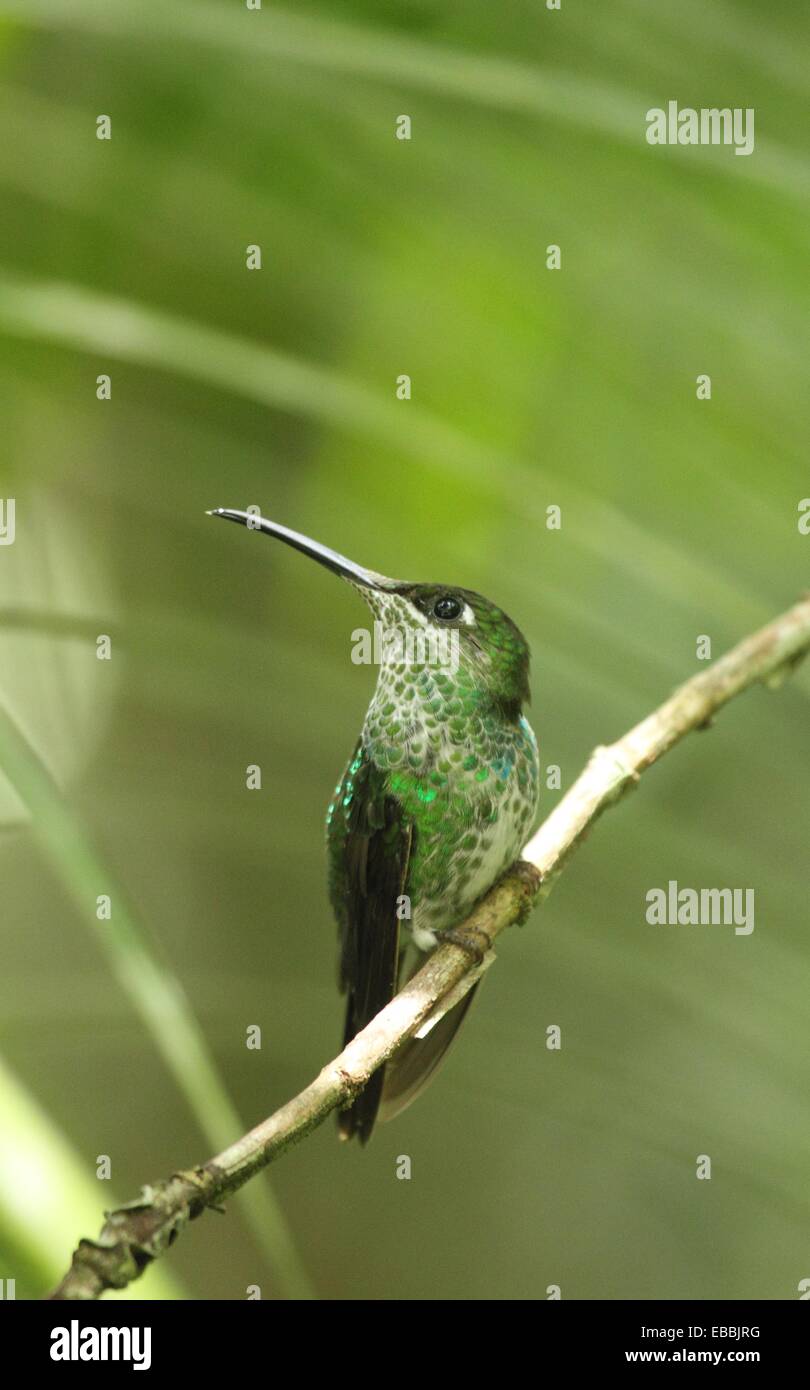 Cyanopectus hi-res stock photography and images - Alamy