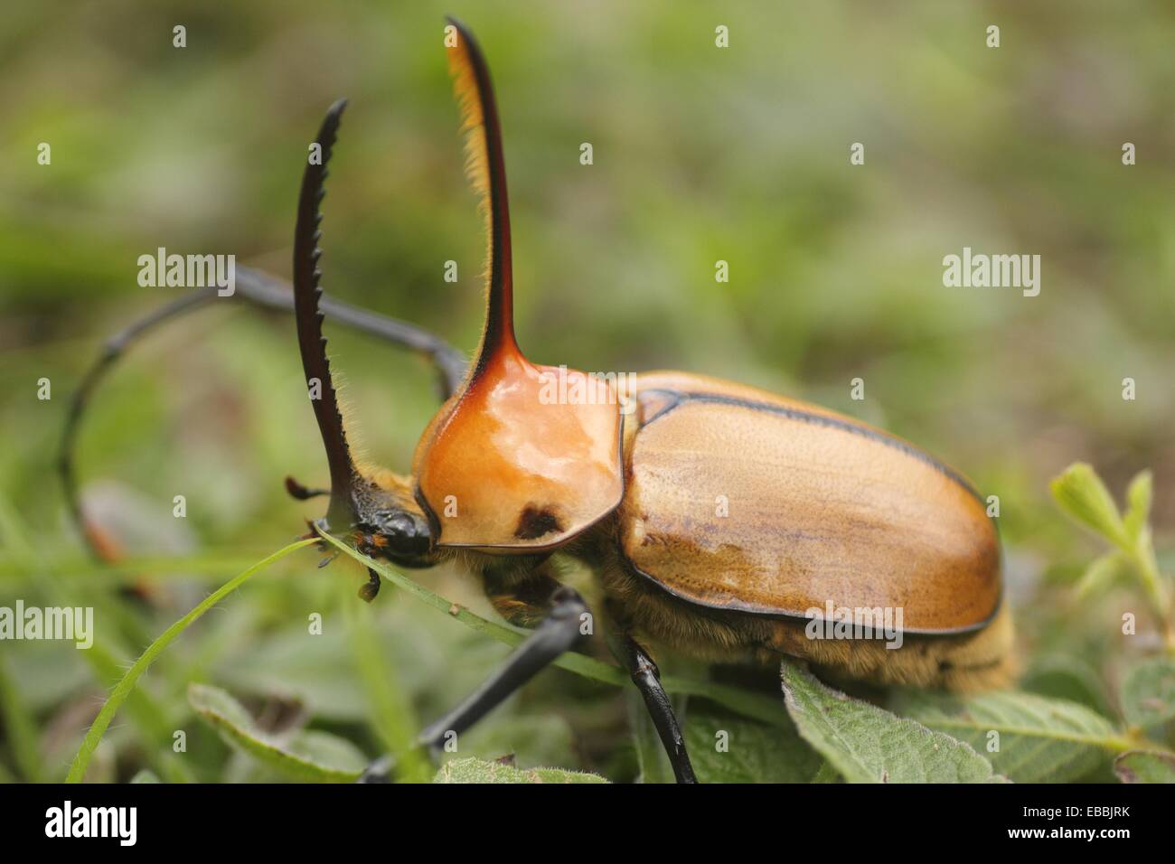 Magnificent flower beetle hi-res stock photography and images - Alamy