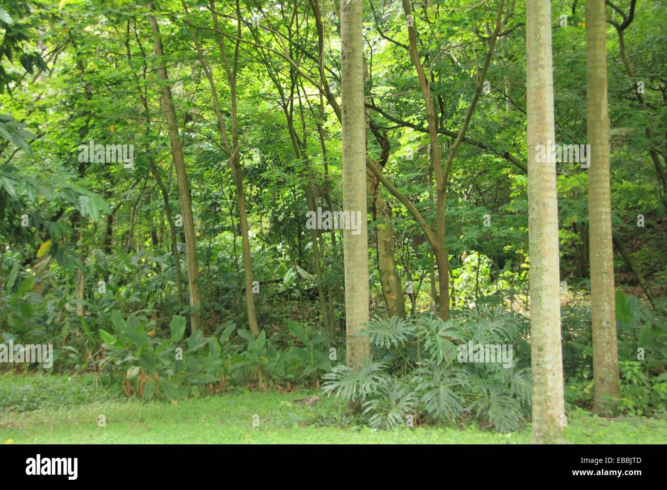 Forest, Caracas Botanical Garden, Vnezuela Stock Photo - Alamy