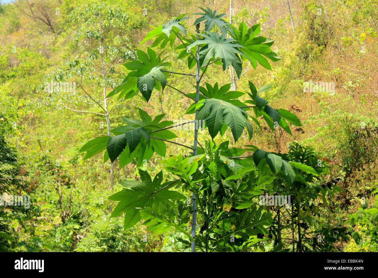 Hotspot evolution hi-res stock photography and images - Alamy