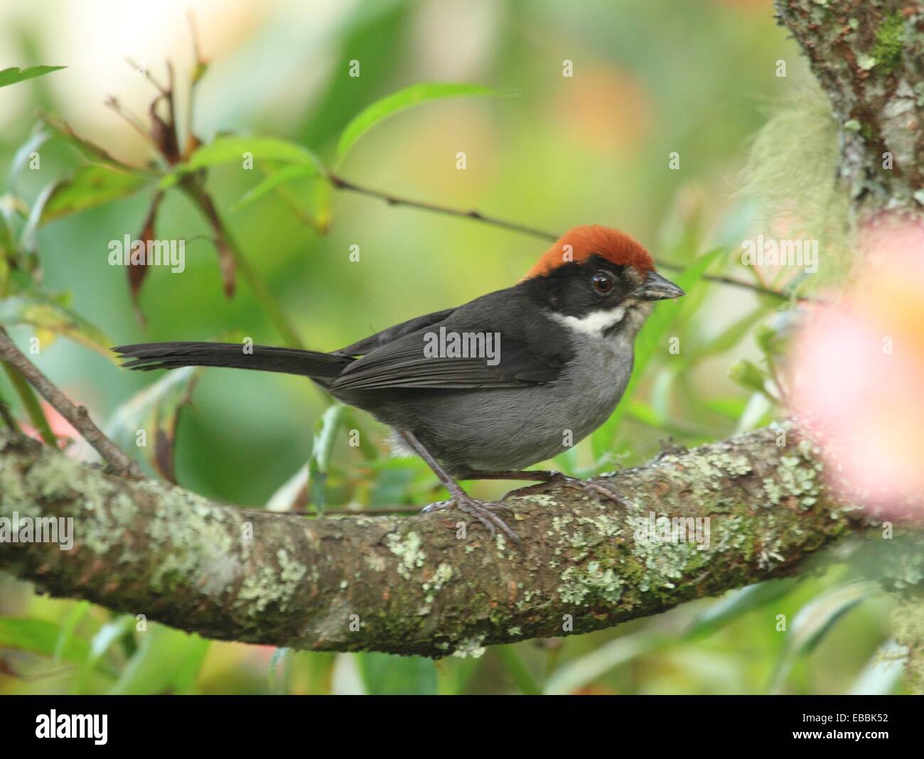 Montane biome hi-res stock photography and images - Alamy