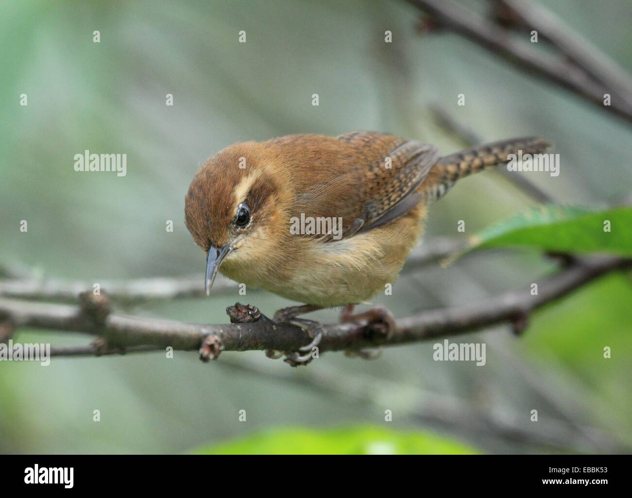 Cloud forest conservation family hi-res stock photography and images ...