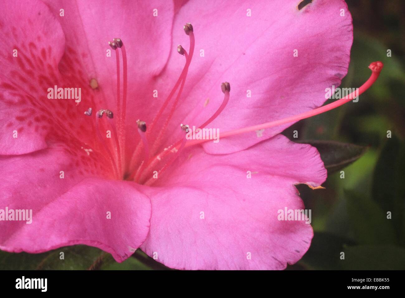 Azalea San Eusebio Cloud Forest Merida Venezuela Stock Photo - Alamy
