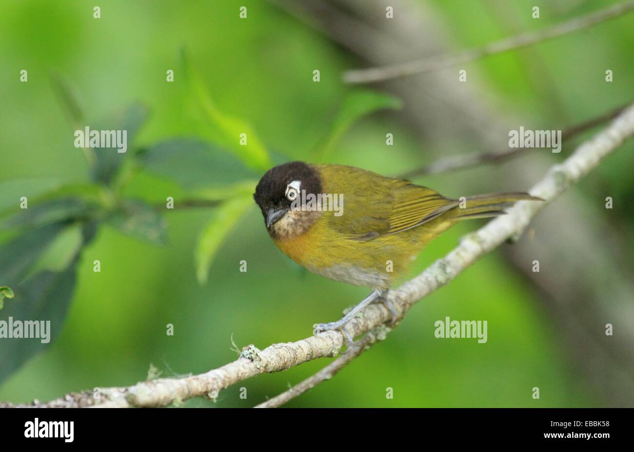 Common-Bush Tanager San Eusebio Cloud Forest Merida Venezuela Stock ...