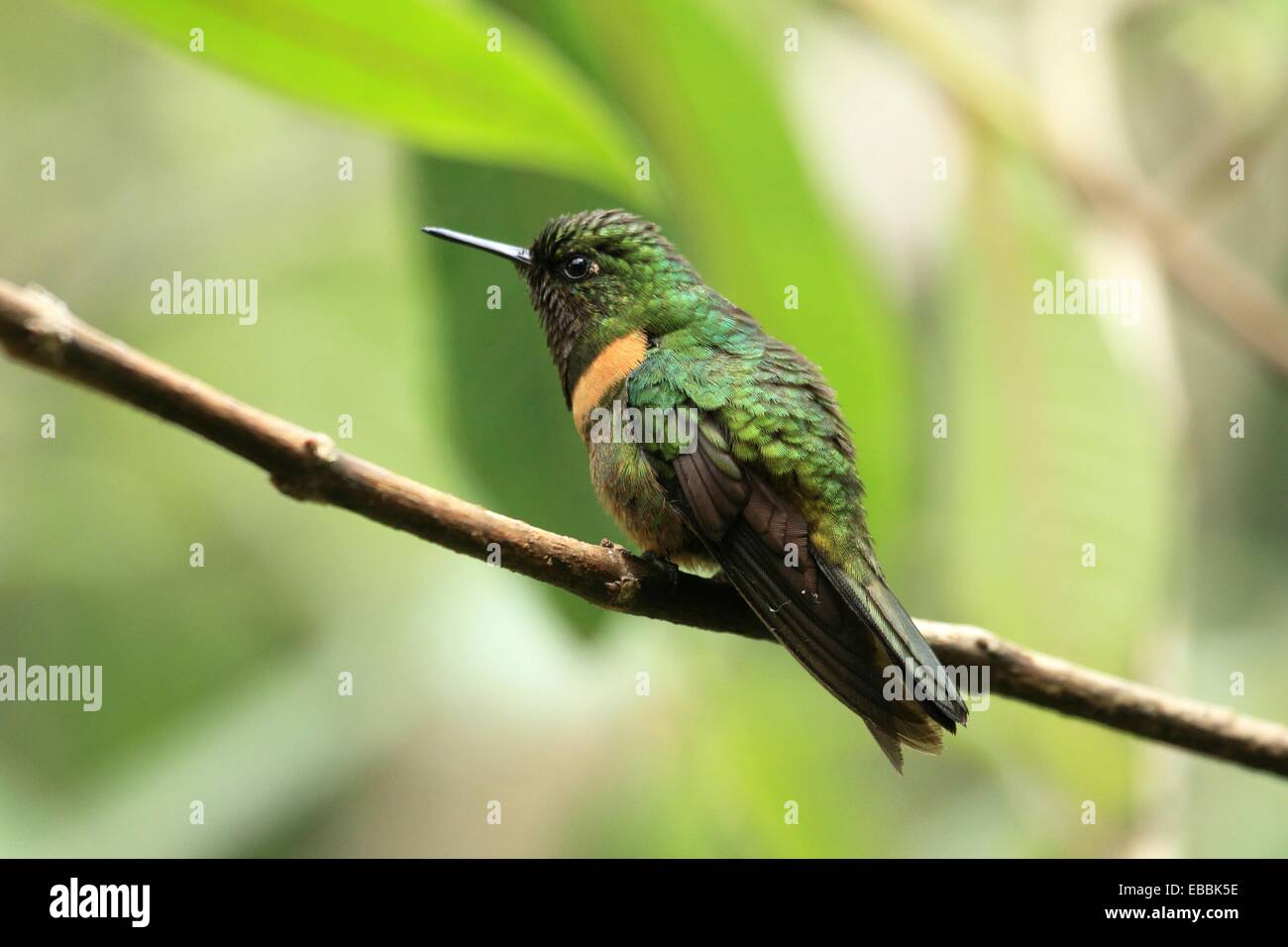 Orange-throated Sunangel hummingbird San Eusebio Cloud Forest Merida ...