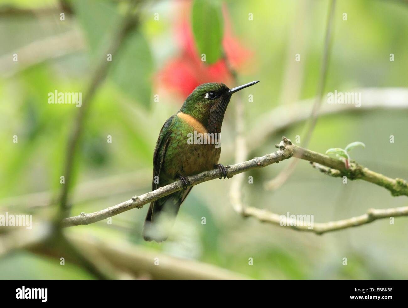 Orange-throated Sunangel hummingbird San Eusebio Cloud Forest Merida ...