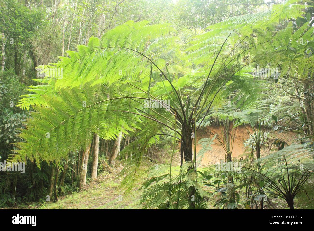 Fern venezuela hi-res stock photography and images - Alamy