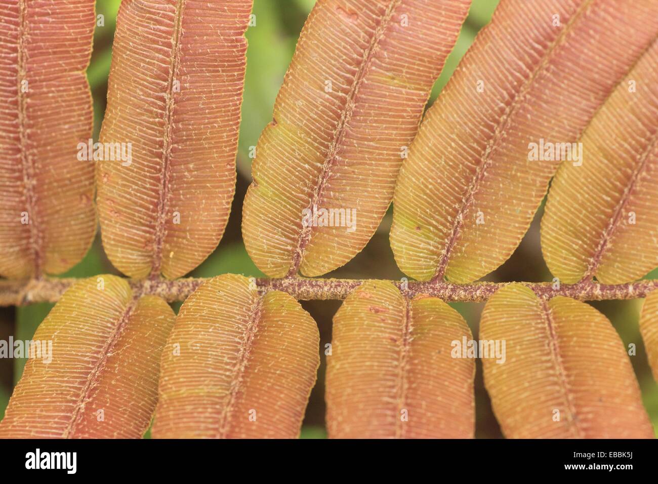 Fern San Eusebio Cloud Forest Merida Venezuela Stock Photo - Alamy