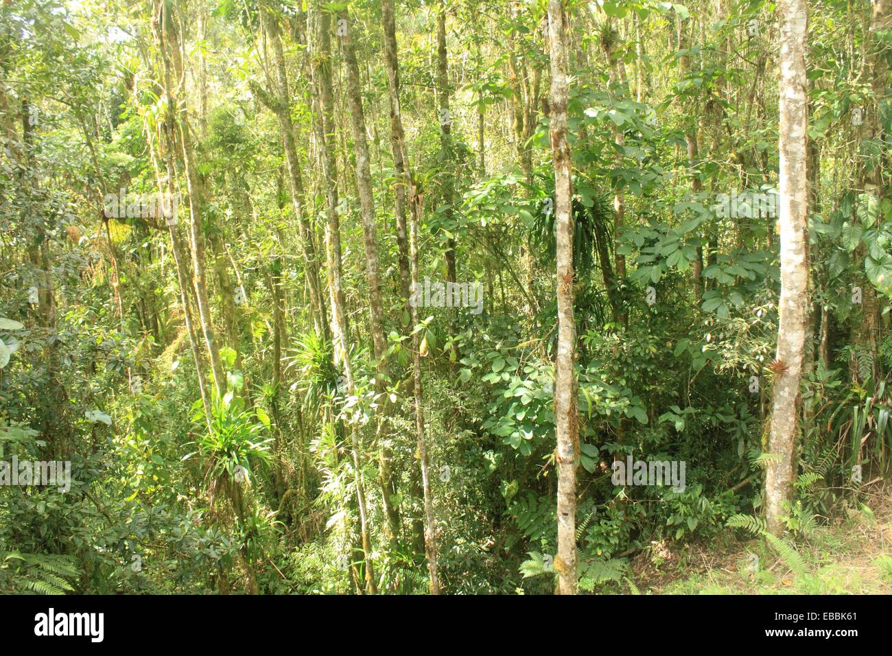 San Eusebio Cloud Forest Merida Venezuela Stock Photo - Alamy