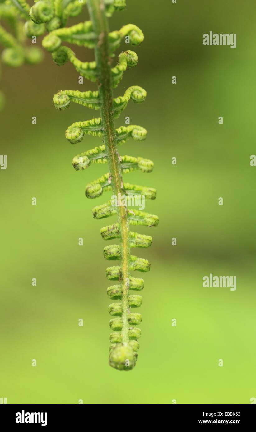 Carboniferous rainforest hi-res stock photography and images - Alamy