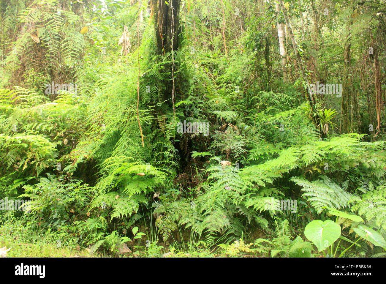 Fern, San Eusebio Cloud Forest Merida Venezuela Stock Photo - Alamy