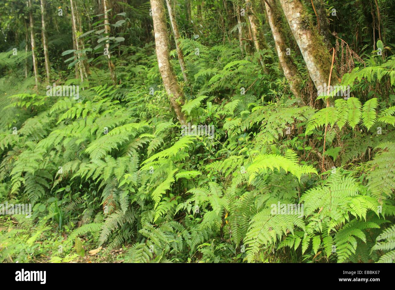 Ferns, San Eusebio Cloud Forest Merida Venezuela Stock Photo - Alamy