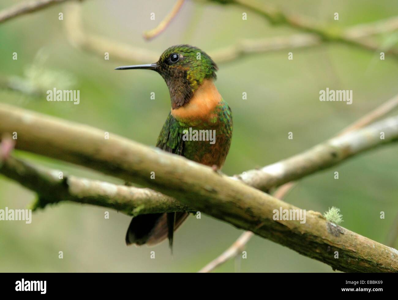 Orange-throtaed Sunangel hummingbird San Eusebio Cloud Forest Merida ...