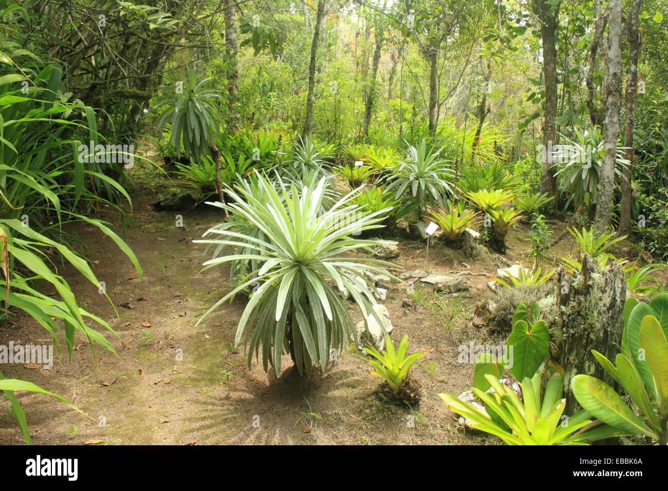 Frailejon merida venezuela hi-res stock photography and images - Alamy