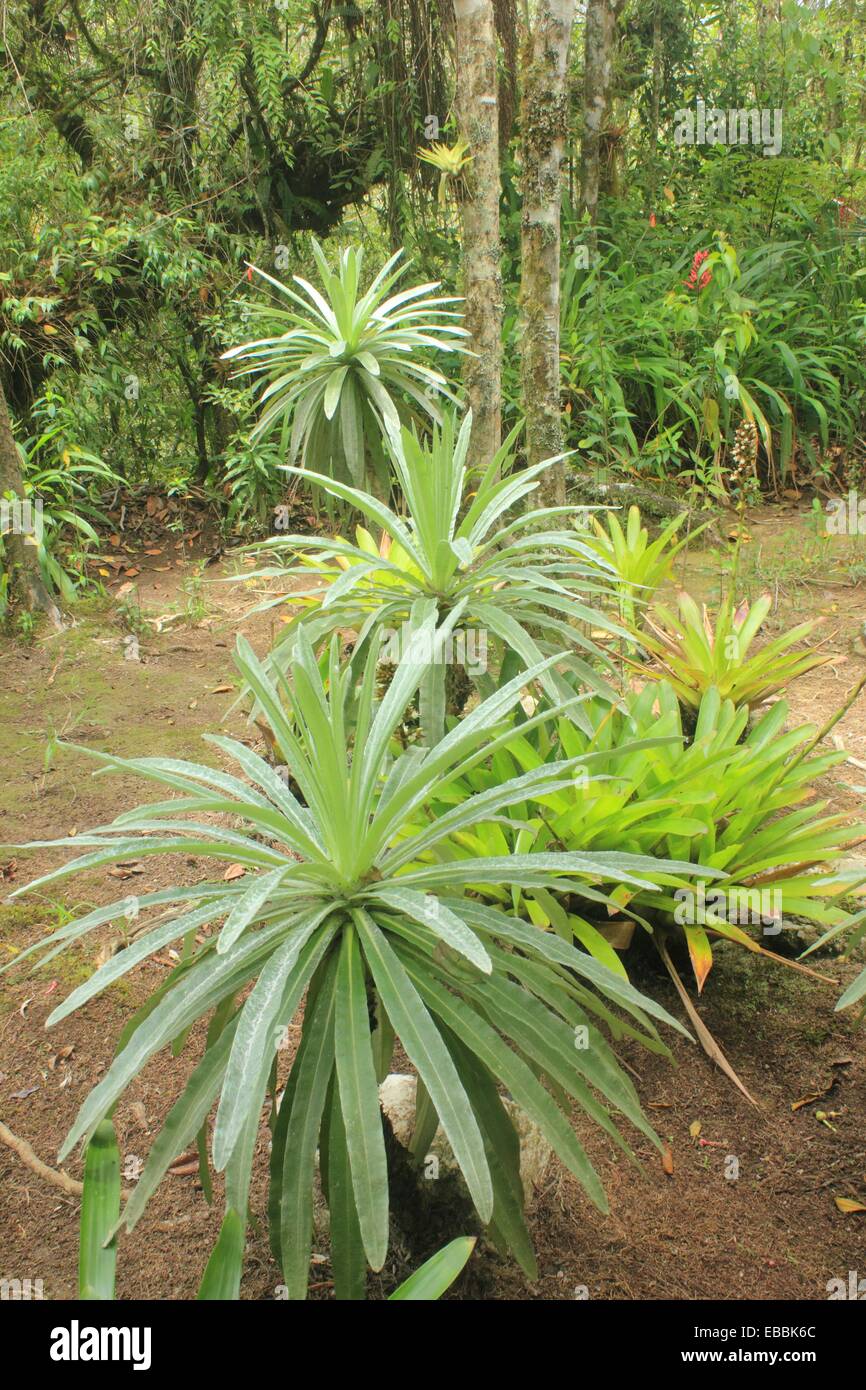 Frailejon merida venezuela hi-res stock photography and images - Alamy