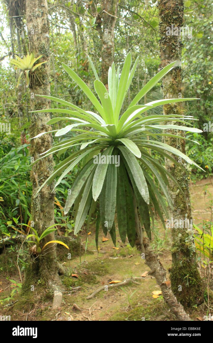 Espeletia San Eusebio Cloud Forest Merida Venezuela Stock Photo - Alamy