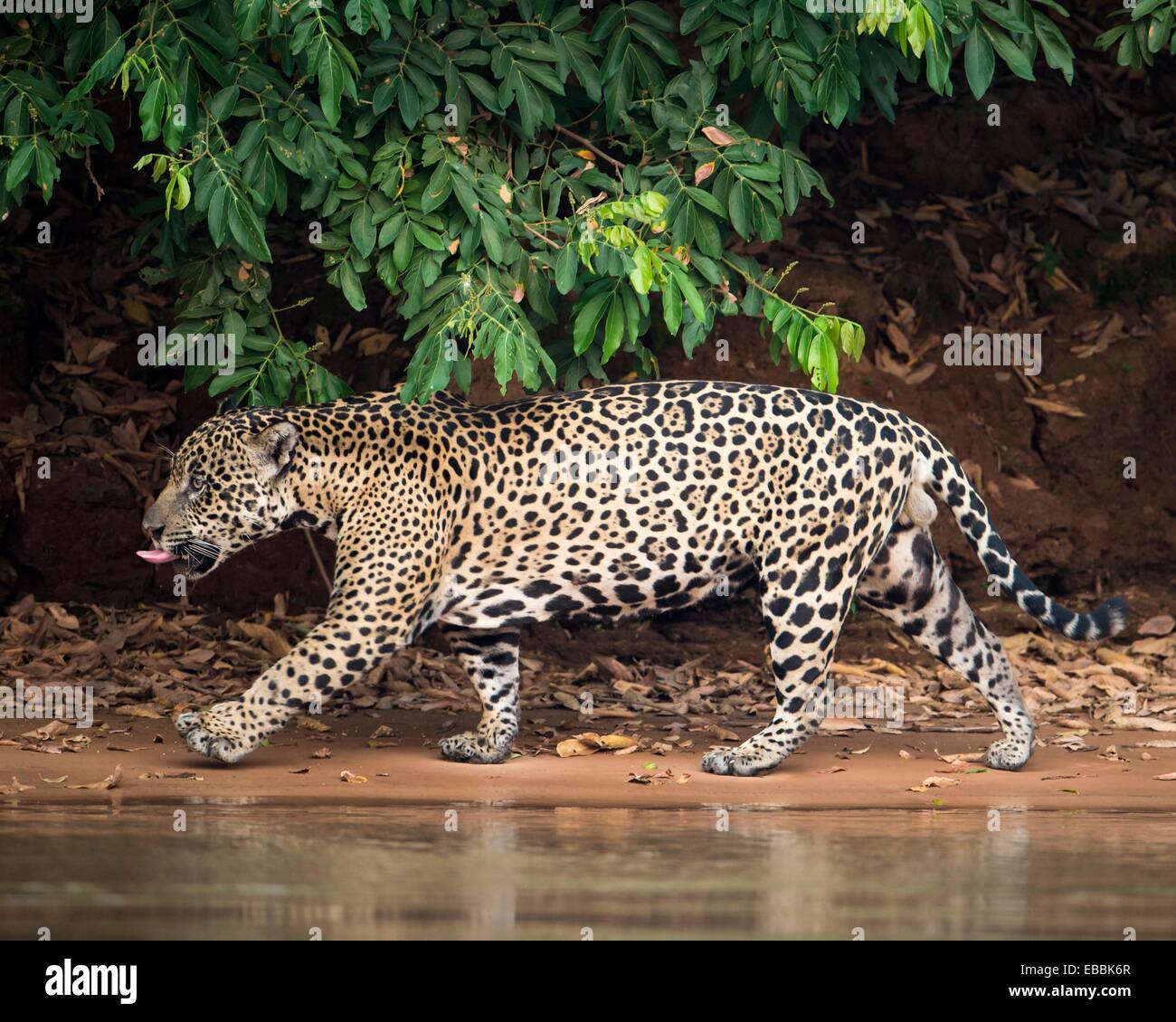 Jaguar Walking