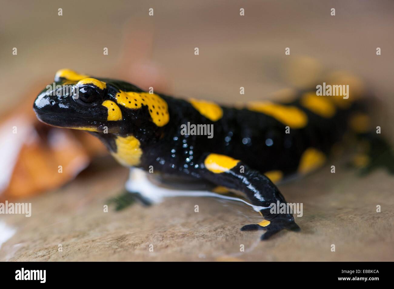 Fire salamander (Salamandra salamandra), Bavaria, Germany Stock Photo ...
