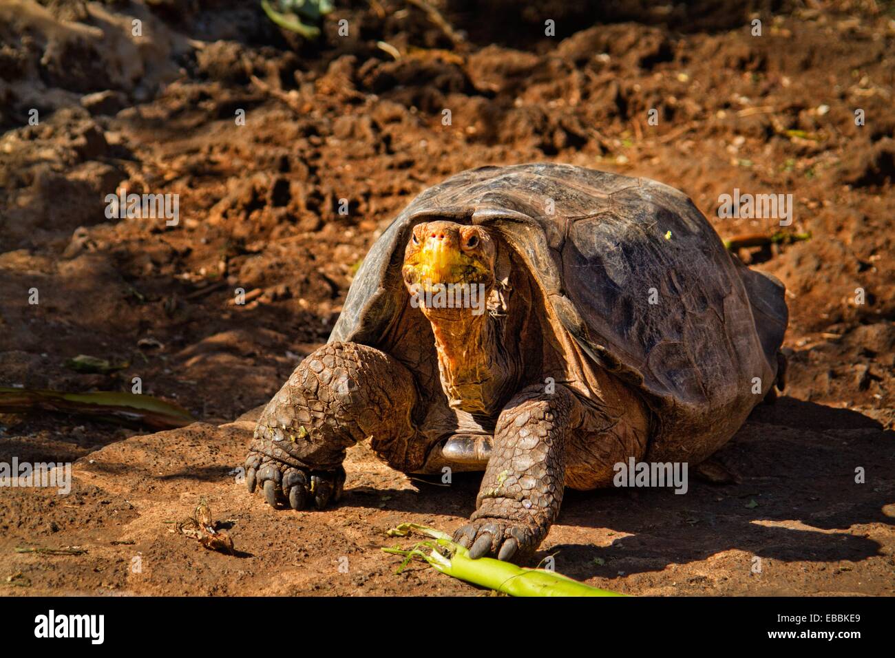Saddleback giant land tortoise hi-res stock photography and images - Alamy
