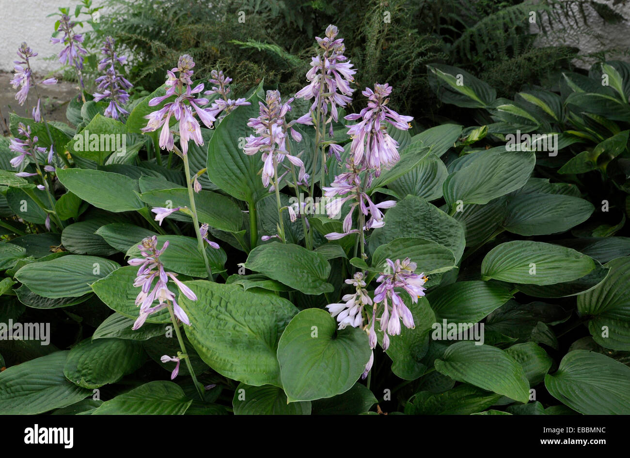 Flowering hostas hi-res stock photography and images - Alamy