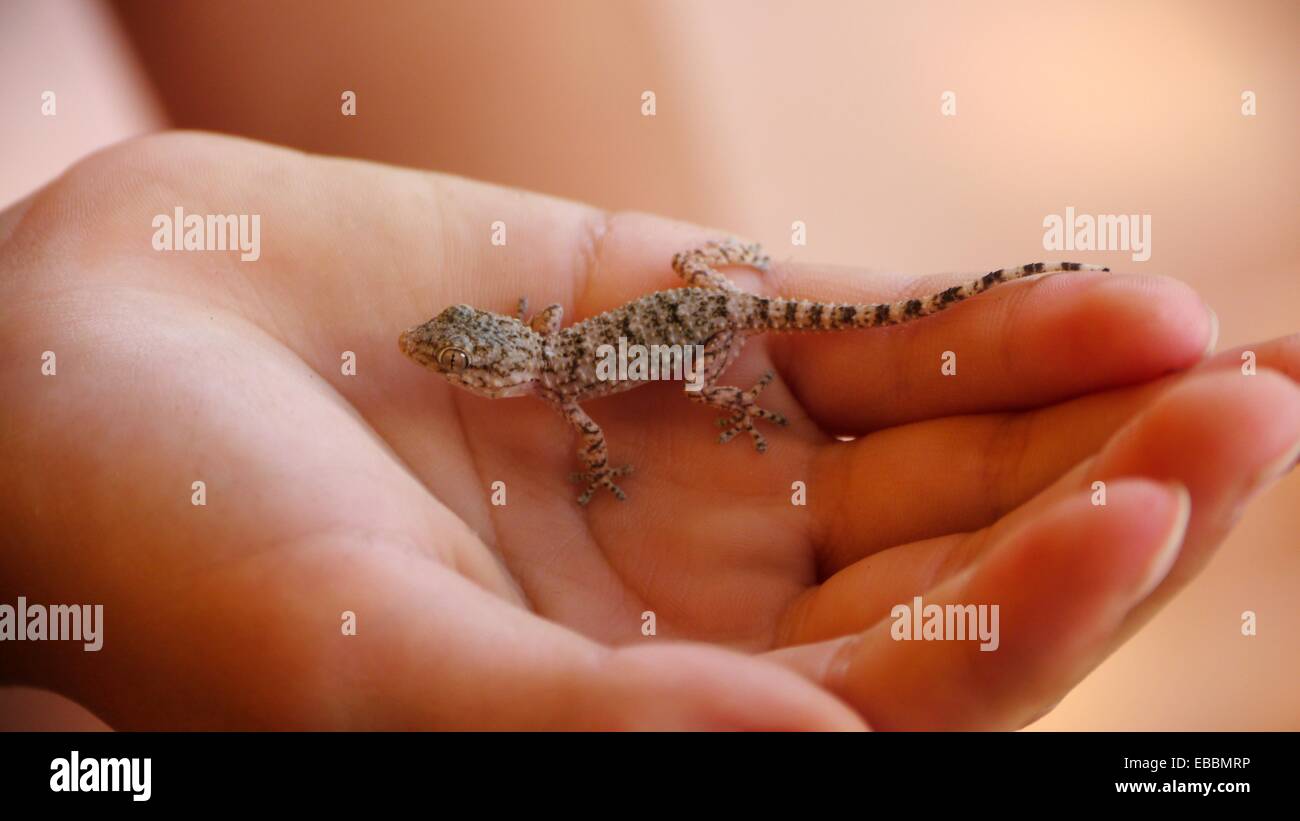 Gecko hands hi-res stock photography and images - Alamy